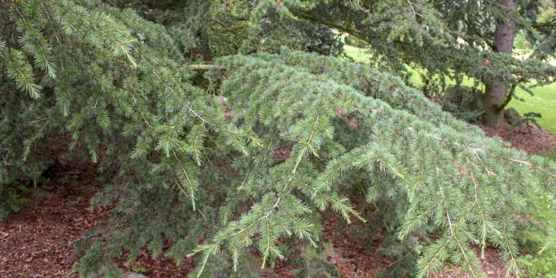 Cedr 'Cedrus' - sadzonki ze szkółki, wiele odmian | Szkółki Konieczko