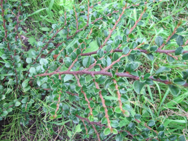 Cotoneaster Horizontalis Perpusillus