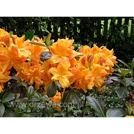 Azalia 'Annabella' (Rhododendron) - sadzonki w dobrej cenie | Szkółki ...