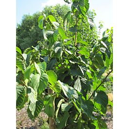 Dawidia chińska 'Vilmoriniana' (Davidia involucrata) - sadzonki w ...