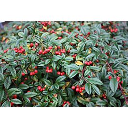 Irga wierzbolistna 'Repens' (Cotoneaster salicifolius) - sadzonki w ...