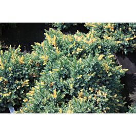 Jałowiec łuskowaty 'Floreant' (Juniperus squamata) - sadzonki w dobrej ...