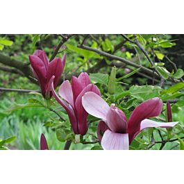 Magnolia purpurowa 'Nigra' (Magnolia liliiflora) - sadzonki w dobrej ...