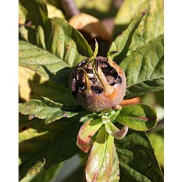 Nieszpułka (Mespilus canescens) (Mespilus canescens) szczepione ...