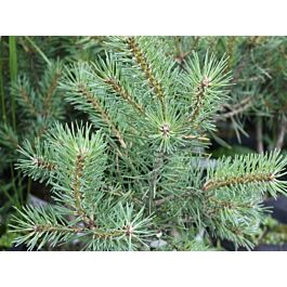 Sosna pospolita 'Janka' (Pinus silvestris) - sadzonki w dobrej cenie ...