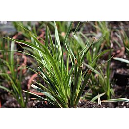 Turzyca japońska 'Variegata' (Carex morrowii) - sadzonki w dobrej cenie ...