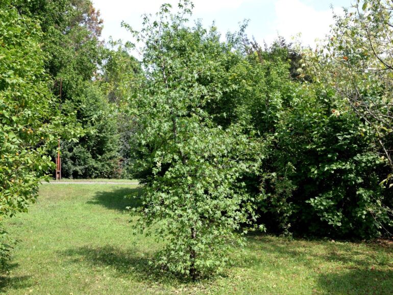 Ambrowiec wschodni (Liquidambar orientalis) - sadzonki w dobrej cenie ...