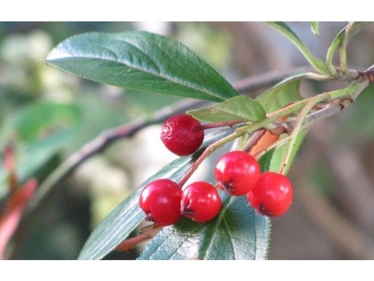 Aronia czerwona 'Erecta' 'Erecta' (Aronia arbutifolia) szczepione ...