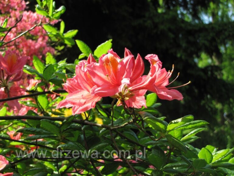 Azalia 'General Trauff' (Rhododendron) - sadzonki w dobrej cenie ...