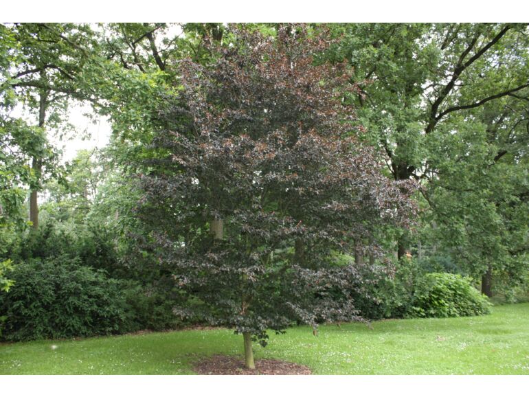 Buk zwyczajny 'Rohanii' (Fagus sylvatica) - sadzonki w dobrej cenie | Szkółki Konieczko