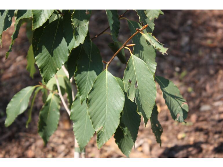 Buk Englera (Fagus engleriana) - sadzonki w dobrej cenie | Szkółki ...