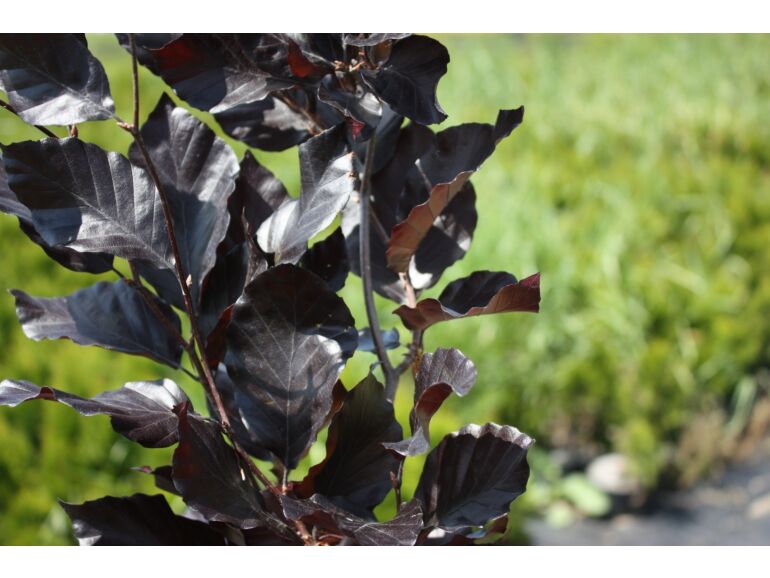 Buk zwyczajny 'Anny's Red Pillar' (Fagus sylvatica) - sadzonki w dobrej ...