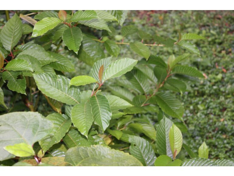 Camptotheca acuminata (drzewo życia, drzewo raka) (Camptotheca acuminat ...