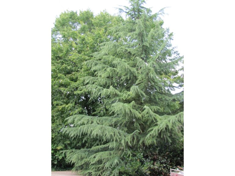 Cedr libański (Cedrus libani) - sadzonki w dobrej cenie | Szkółki Konieczko