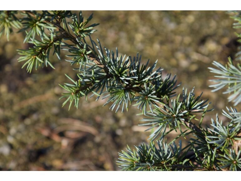 Cedr libański 'Fastigiata' (Cedrus libani) - sadzonki w dobrej cenie ...