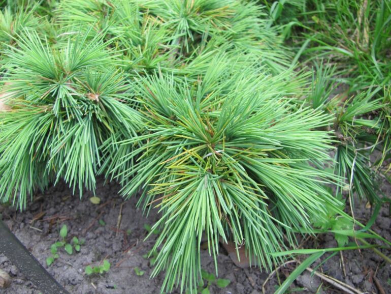 Cedr libański 'Hedgehog' (Cedrus libani) - sadzonki w dobrej cenie ...