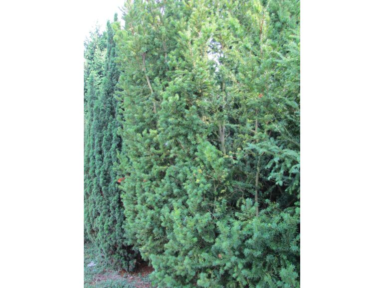 Cis pośredni 'Brownii' (Taxus x media) - sadzonki w dobrej cenie ...