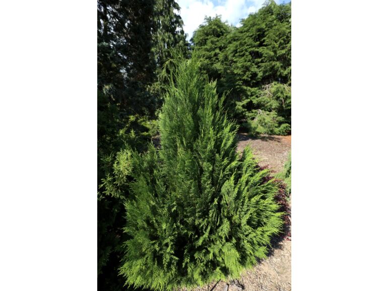 Cyprysik Lawsona 'Erecta Viridis' (Chamaecyparis lawsoniana) - sadzonki ...