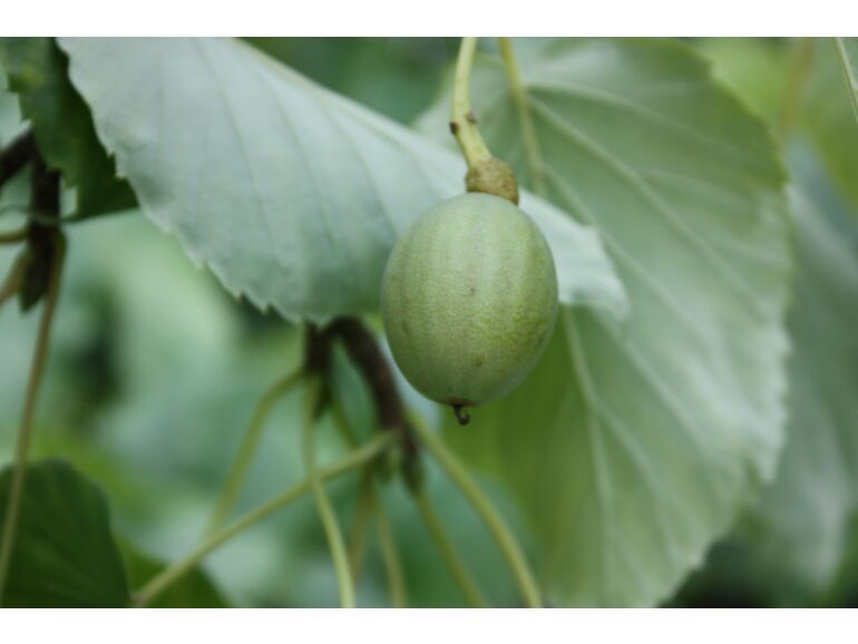 Dawidia chińska (Davidia involucrata) - sadzonki w dobrej cenie ...