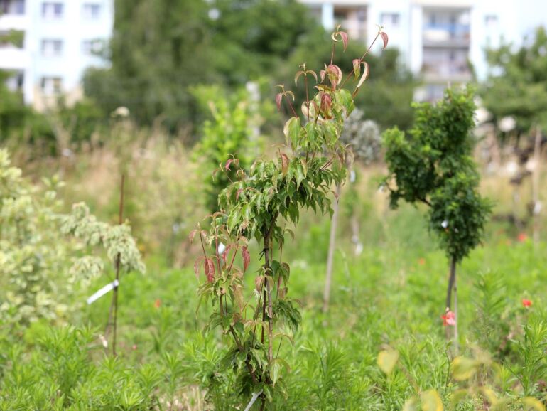 Dereń kousa 'Trinity Star' 'Trinity Star' (Cornus kousa) szczepione ...