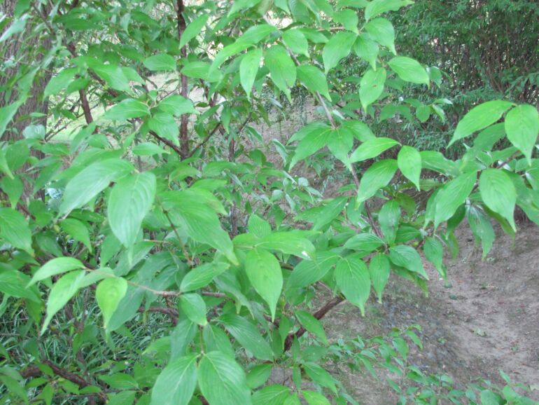 Dereń lekarski (japoński) 'Kintoki' (Cornus officinalis) - sadzonki w ...