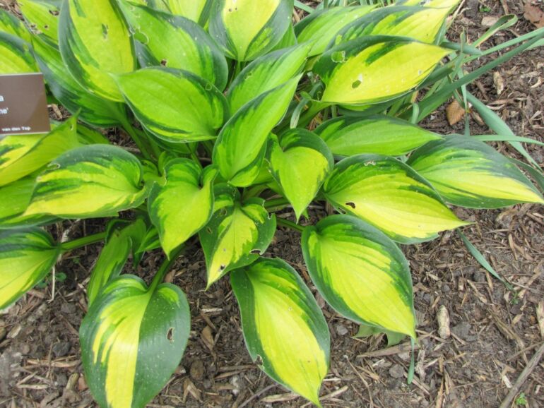 Funkia 'Justine' (Hosta) - sadzonki w dobrej cenie | Szkółki Konieczko