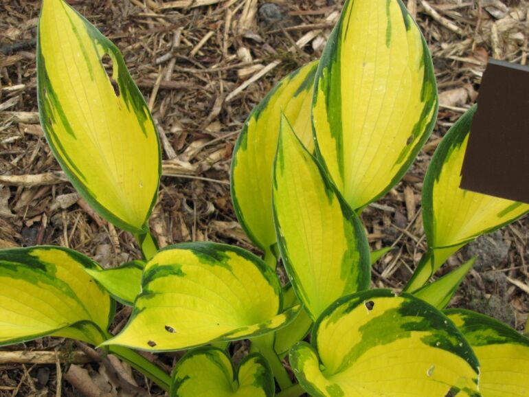 Funkia 'Orange Star' (Hosta) - sadzonki w dobrej cenie | Szkółki Konieczko