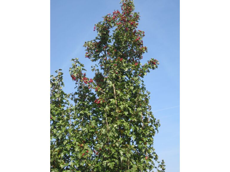 Głóg jednoszyjkowy 'Stricta' (Crataegus monogyna) - sadzonki w dobrej ...