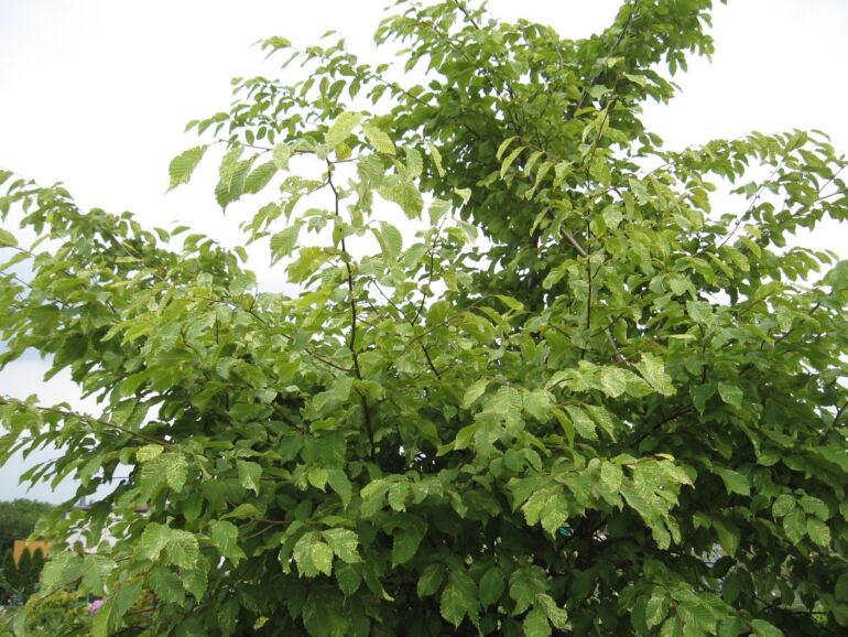 Grab pospolity 'Foliis Argenteovariegatis Pendula' (Carpinus betulus ...