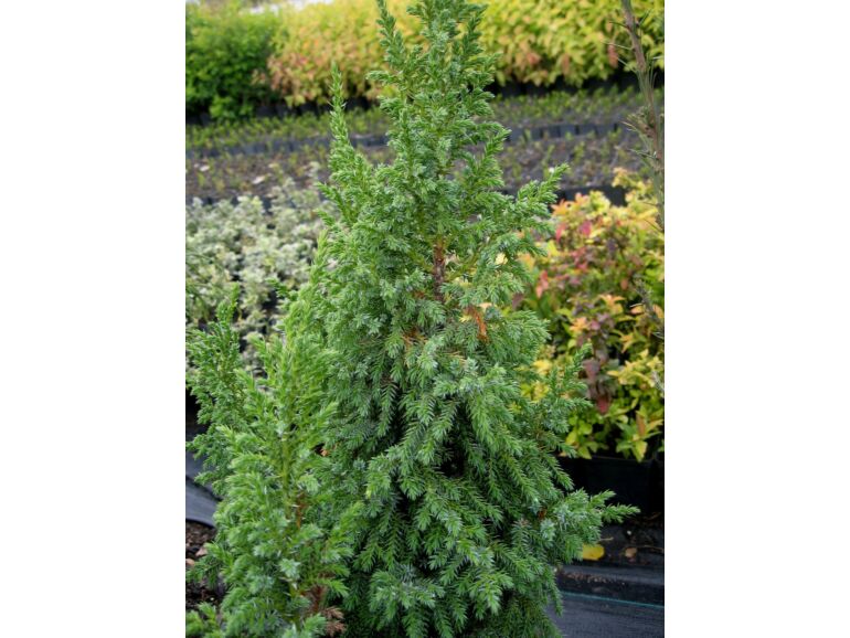 Jałowiec Pinga 'Loderi' (Juniperus pingii) - sadzonki w dobrej cenie ...