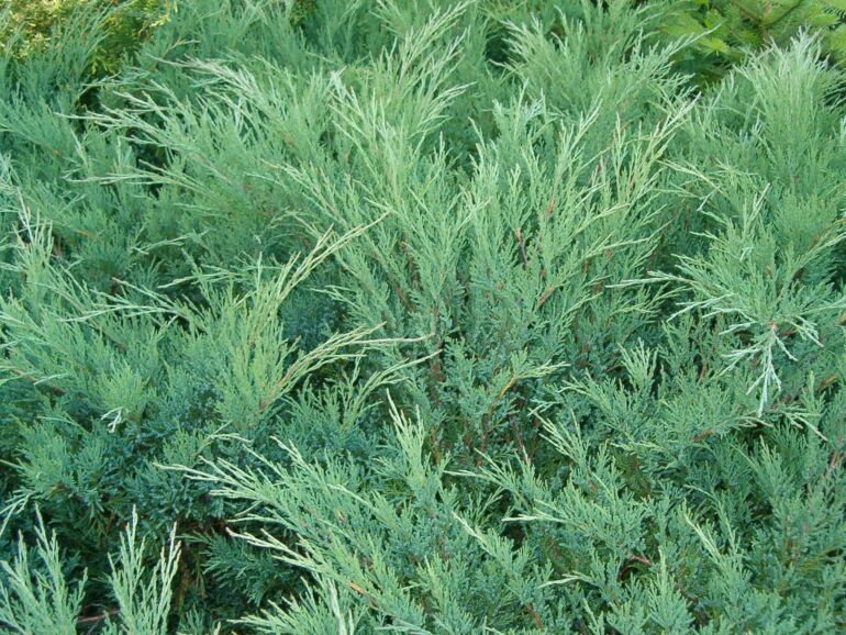 Jałowiec sabiński 'Blue Danube' (Juniperus sabina) - sadzonki w dobrej ...