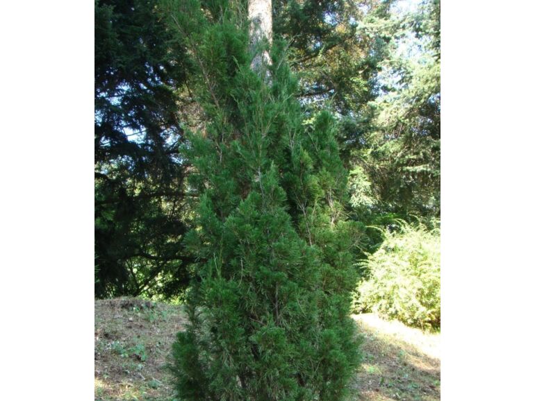Jałowiec sabiński 'Erecta' (Juniperus sabina) - sadzonki w dobrej cenie ...