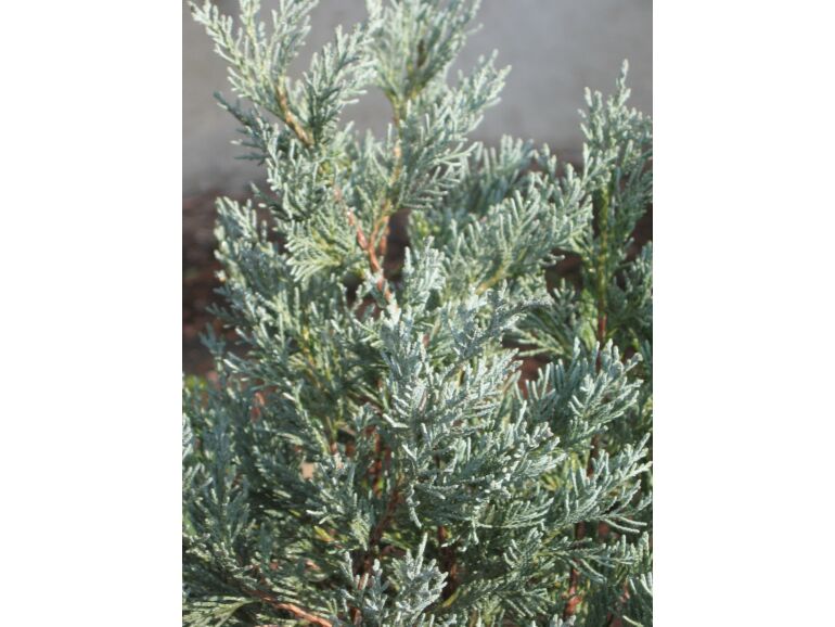 Jałowiec skalny 'Moffatt Blue' (Juniperus scopulorum) - sadzonki w ...
