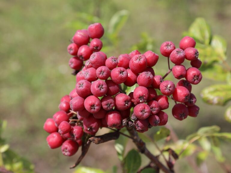 Jarzęboaronia 'Likerovyj Jarab' 'Likerovyj Jarab' (Sorbaronia ...