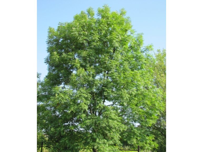 Jesion wyniosły w balocie - duże drzewa (Fraxinus excelsior) - sadzonki ...