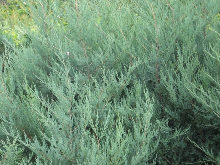 Jałowiec wirginijski 'Burki' (Juniperus virginiana) - sadzonki w dobrej ...