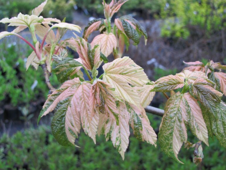 Klon jawor 'Simon - Louis Fréres' 'Simon - Louis Fréres' (Acer ...