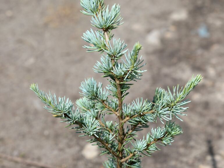 Cedr libański 'Glauca' (Cedrus libani ) - sadzonki w dobrej cenie ...