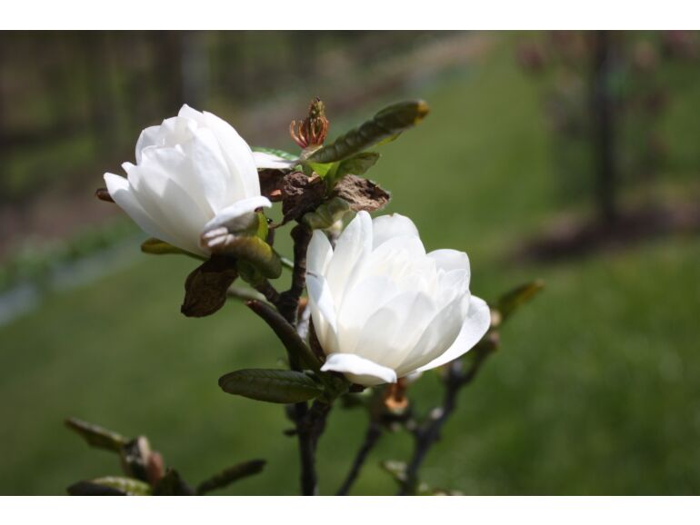 Magnolia 'Mag's Pirouette' (Magnolia grandiflora) - sadzonki w dobrej ...