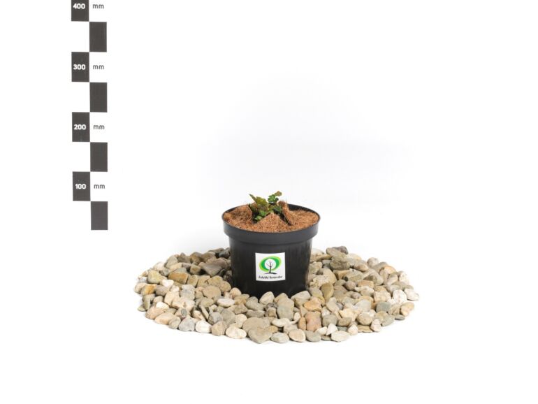 Malina moroszka - sadzonki nieszczepione w dobrej cenie | Szkółki Konieczko