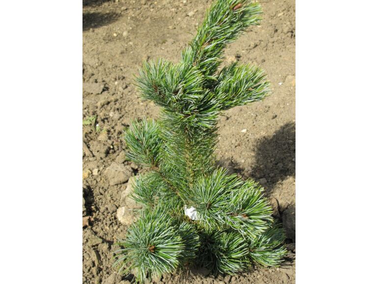 Sosna drobnokwiatowa 'Chikuza Goten' (Pinus parviflora) - sadzonki w ...