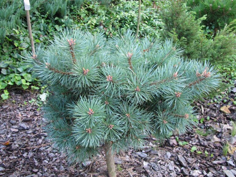 Sosna pospolita 'Doone Valley' (Pinus sylvestris) - sadzonki w dobrej ...