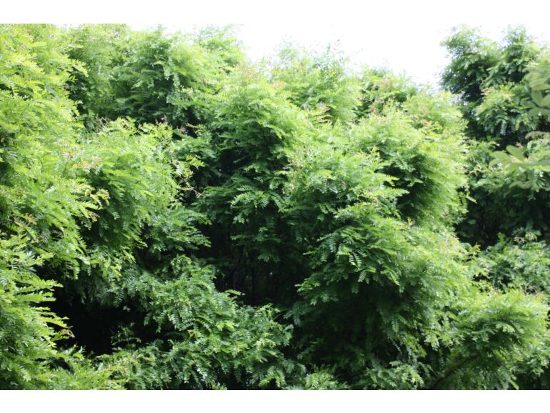 Robinia x ambigua 'Bella Rosea' (Robinia x ambigua) - sadzonki w dobrej ...