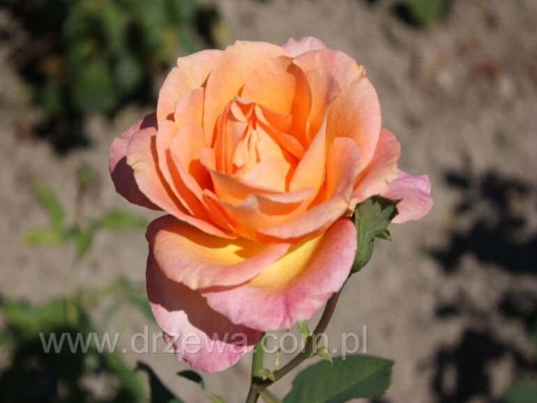 Róża 'Caribia' (Rosa) - sadzonki w dobrej cenie | Szkółki Konieczko