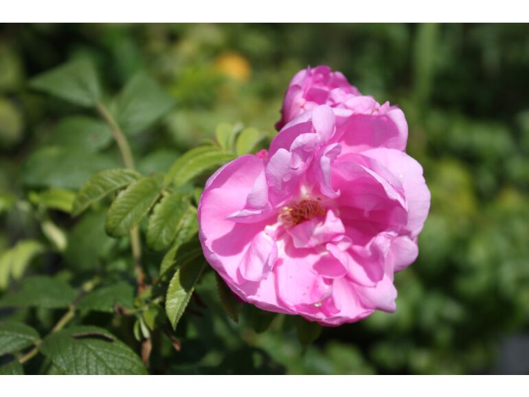 Róża pomarszczona 'Passion Rokoko' - sadzonki nieszczepione w dobrej ...