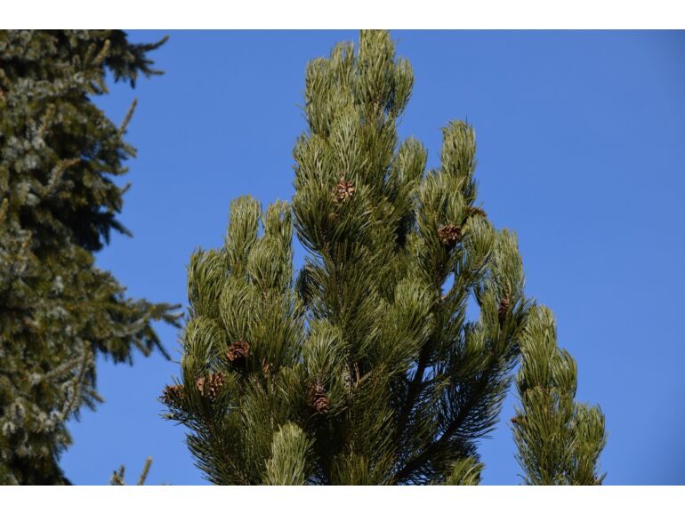 Sosna bośniacka 'Satelit' (Pinus heldreichii) - sadzonki 2 sezony w ...