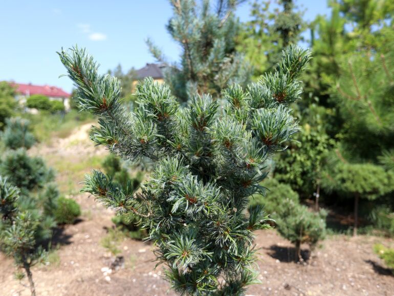 Sosna drobnokwiatowa 'Tempelhof' (Pinus parviflora) | Szkółki Konieczko