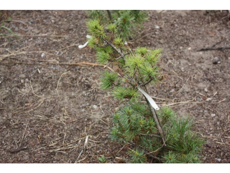 Sosna wejmutka 'Diggy' (Pinus strobus) - sadzonki 3 sezony w dobrej ...