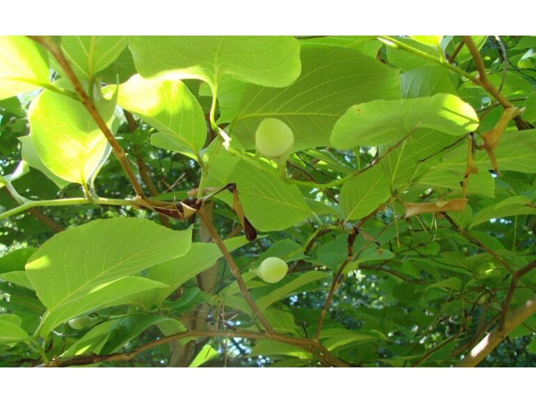 Styrak okrągłolistny (Styrax obassia) - sadzonki w dobrej cenie ...