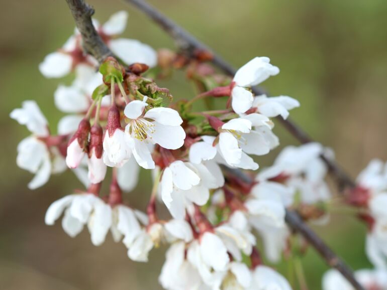 Wiśnia wczesna 'Frilly Frock' (Prunus incisa) - sadzonki w dobrej cenie ...
